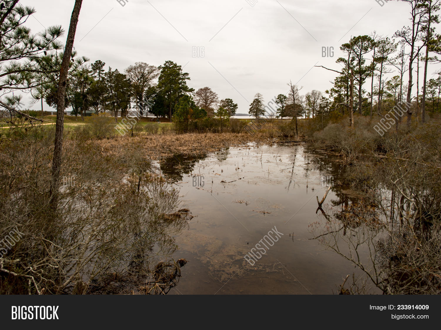 View Swamp Lake Trees Image & Photo (Free Trial) | Bigstock