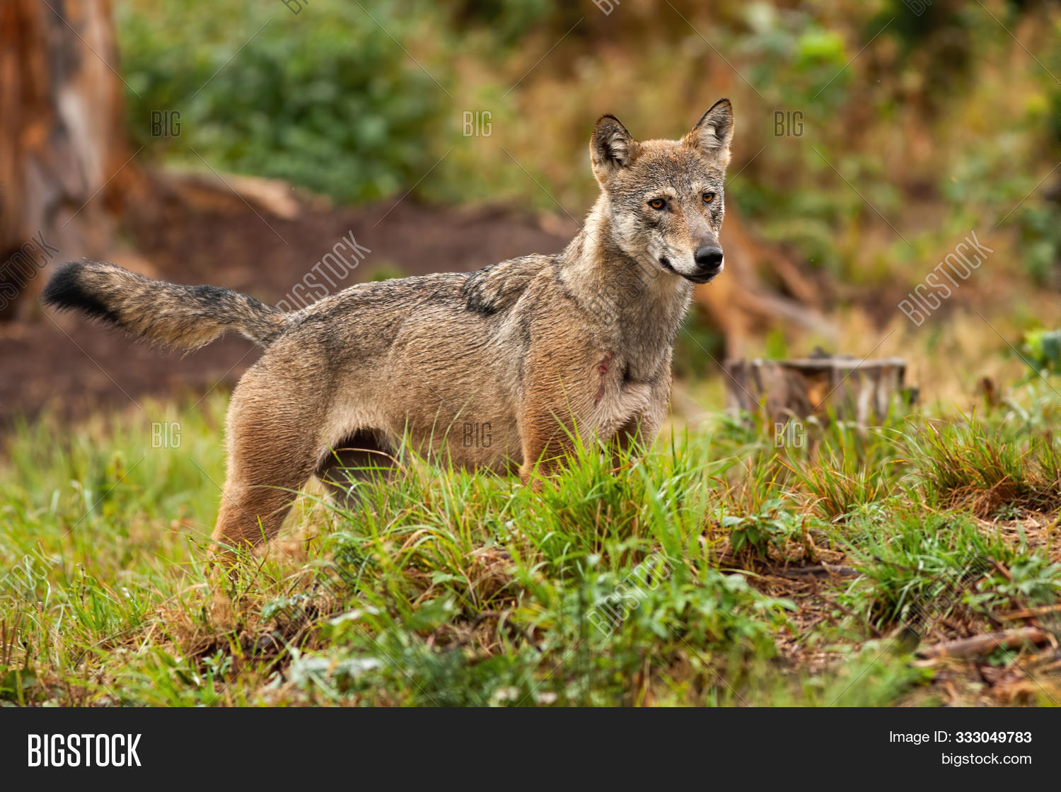 Grey Wolf, Canis Lupus Image & Photo (Free Trial) | Bigstock