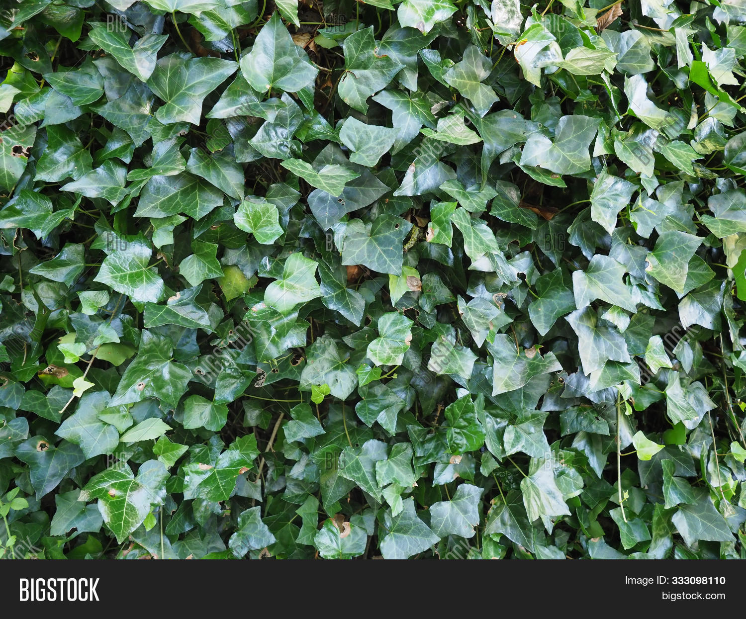 Ivy Plant Background Image & Photo (Free Trial) | Bigstock