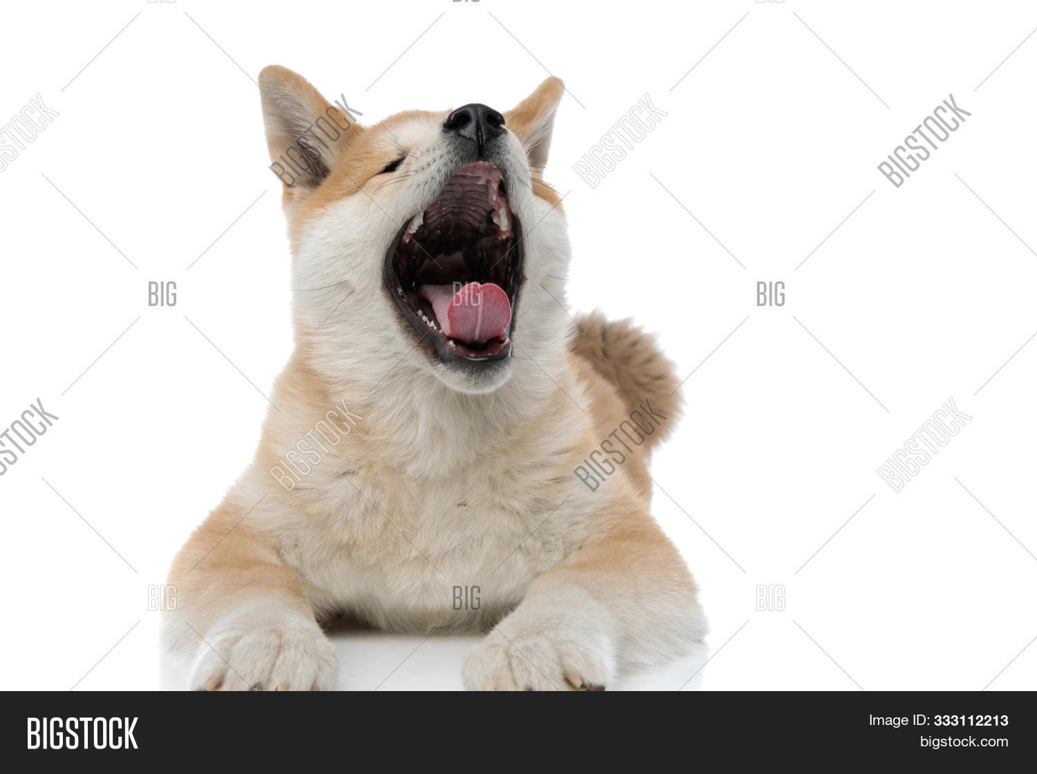 Sleepy Akita Inu Image & Photo (Free Trial) | Bigstock