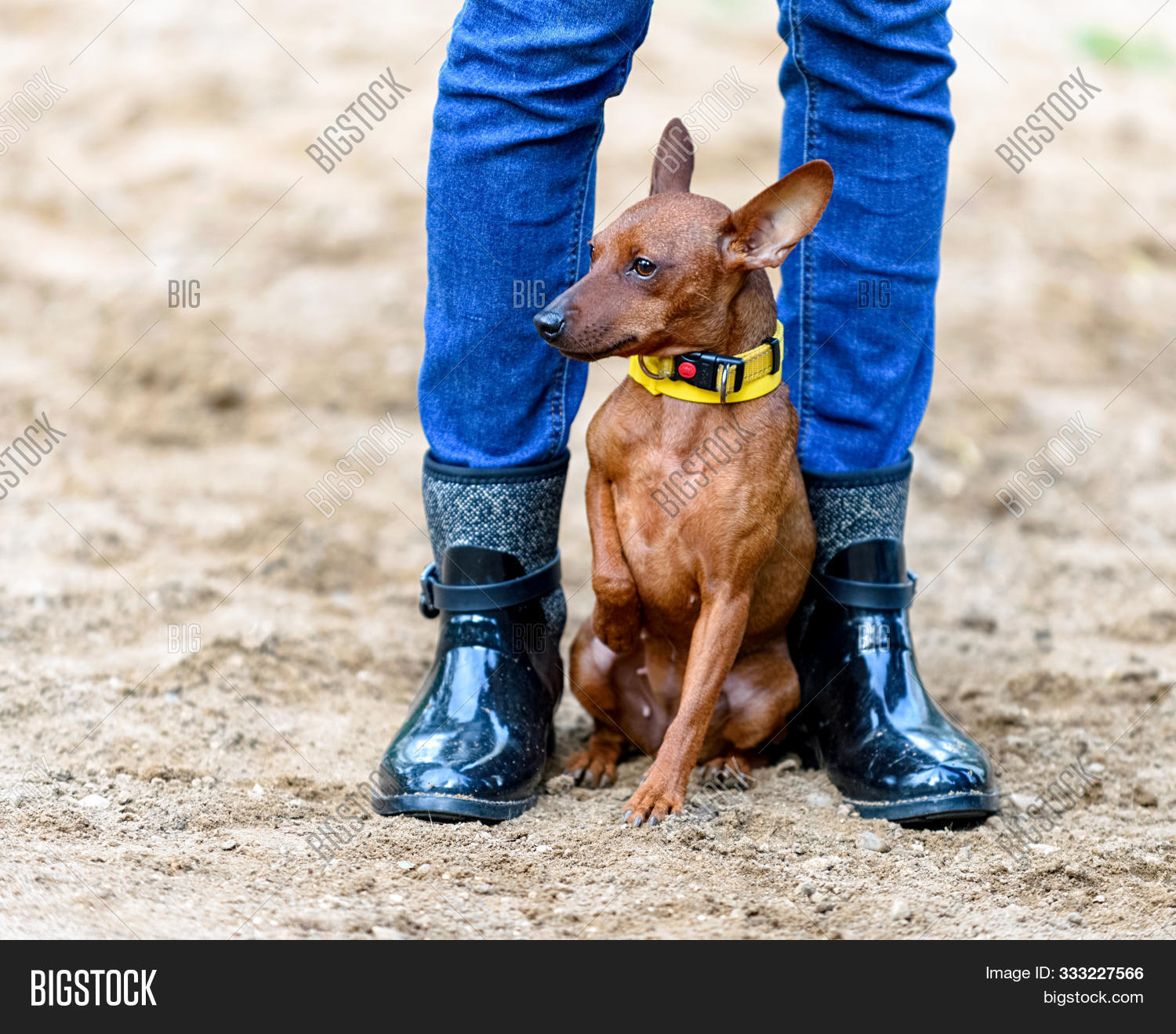 Red Miniature Pinscher Image & Photo (Free Trial) | Bigstock