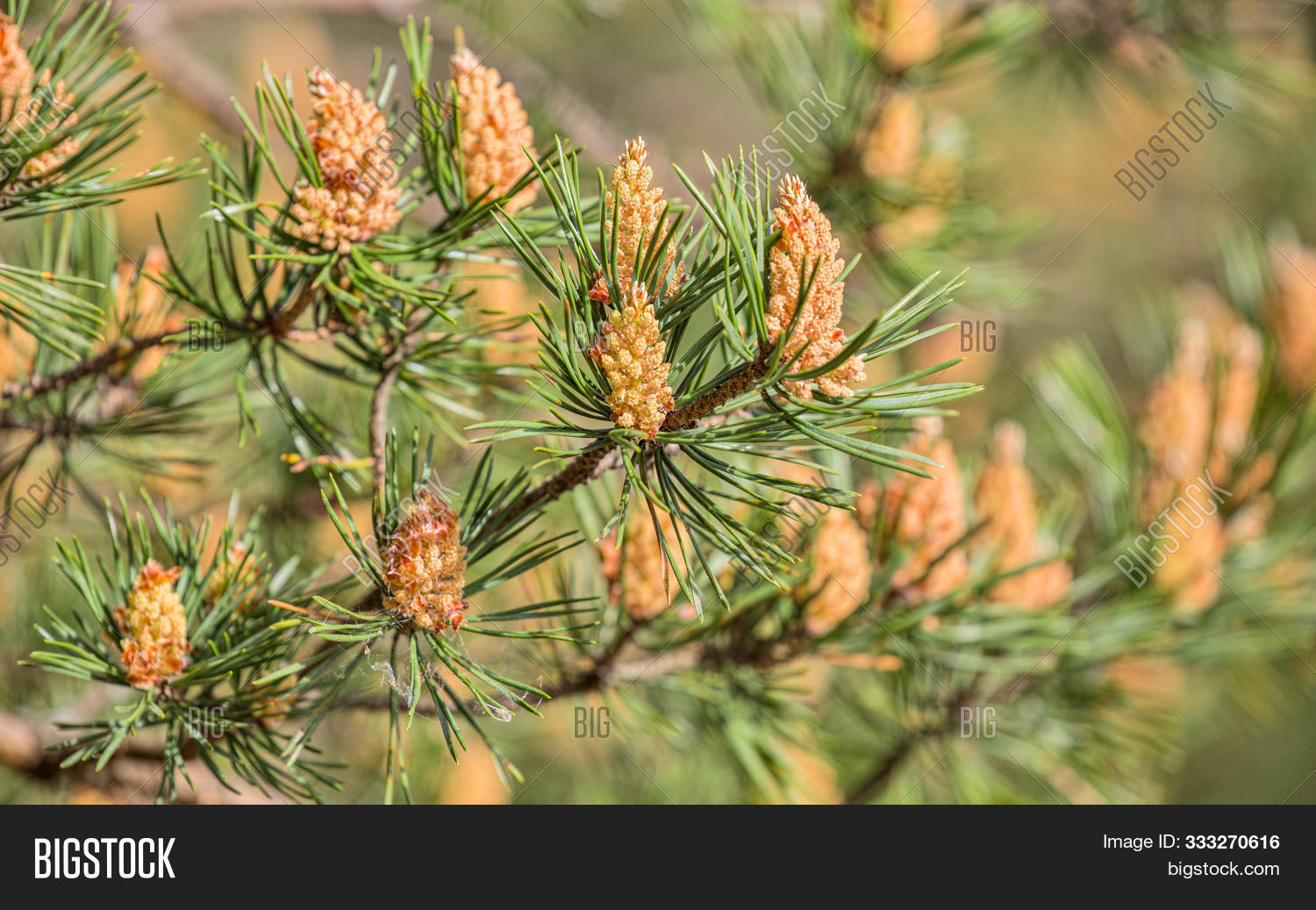 Photo Spring Pine Tree Image & Photo (Free Trial) | Bigstock