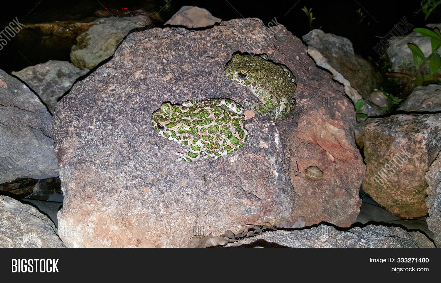 Two Frogs On Rock Image & Photo (Free Trial) | Bigstock