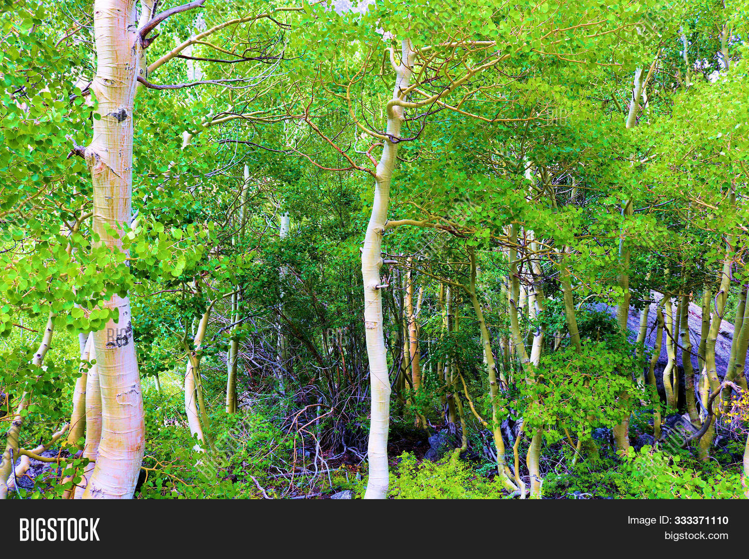 Aspen Trees White Bark Image & Photo (Free Trial) | Bigstock