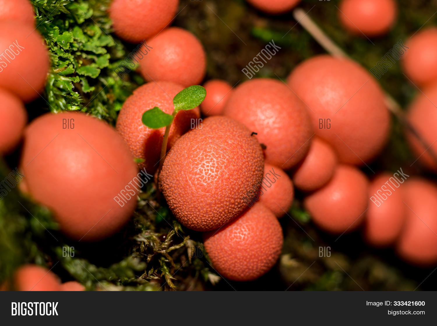 Lycogala Epidendrum ( Image & Photo (Free Trial) | Bigstock