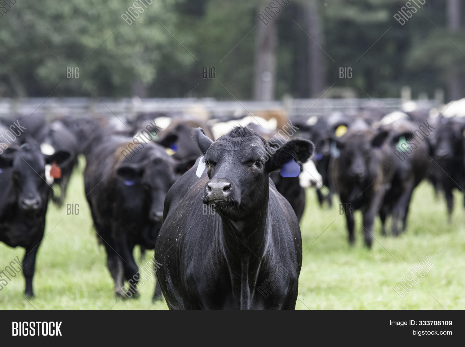 Black Angus Heifer Image & Photo (Free Trial) | Bigstock