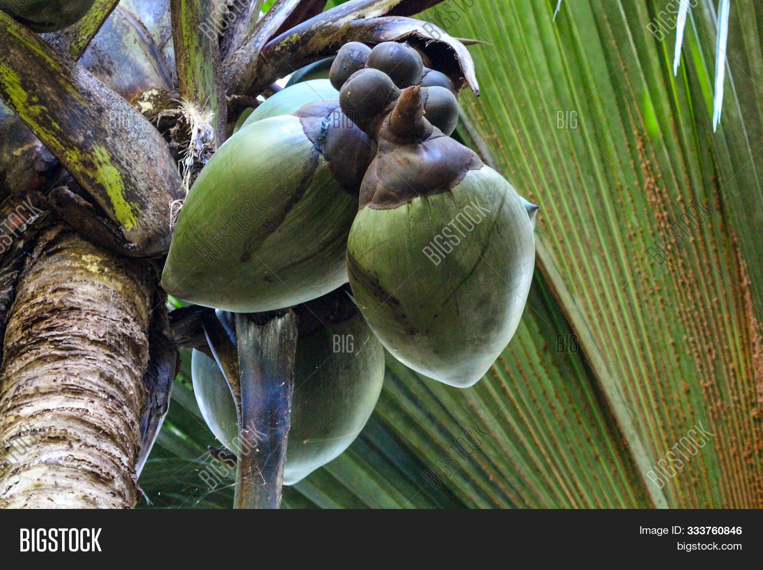 Coco De Mer Fruit Image & Photo (Free Trial) | Bigstock