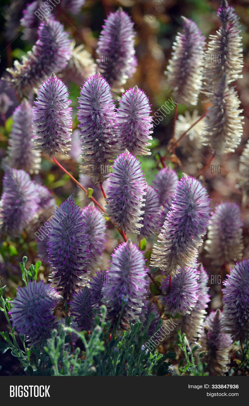 Feathery Australian Image And Photo Free Trial Bigstock