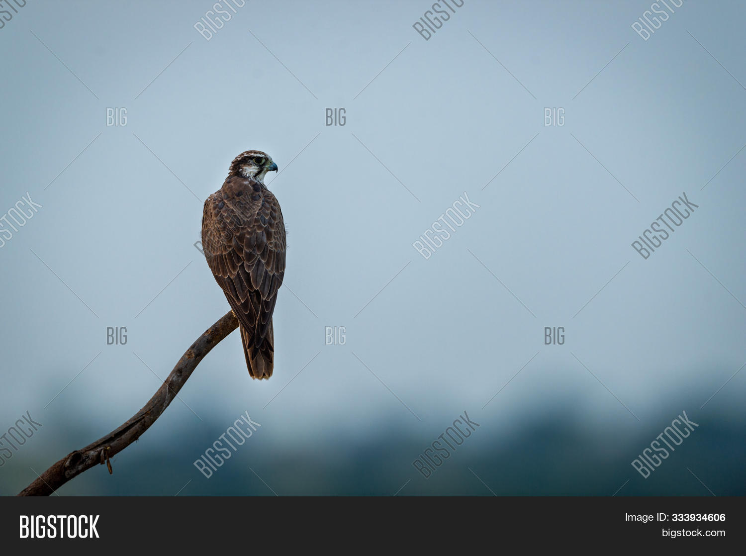 Laggar Falcon Falco Image & Photo (Free Trial) | Bigstock