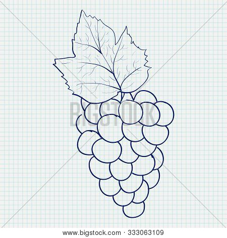 Bunch Grapes. Sketch Vector & Photo (Free Trial) | Bigstock