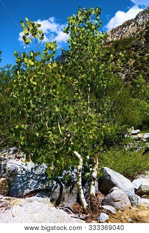 Aspen Trees White Bark Image & Photo (Free Trial) | Bigstock