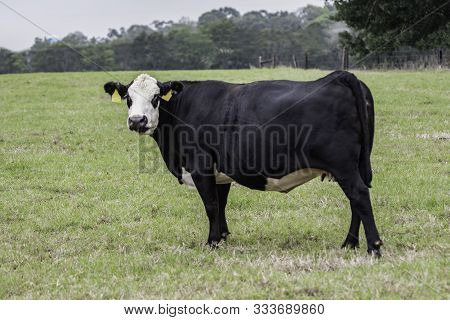 Black Baldy Cow Two Image & Photo (Free Trial) | Bigstock