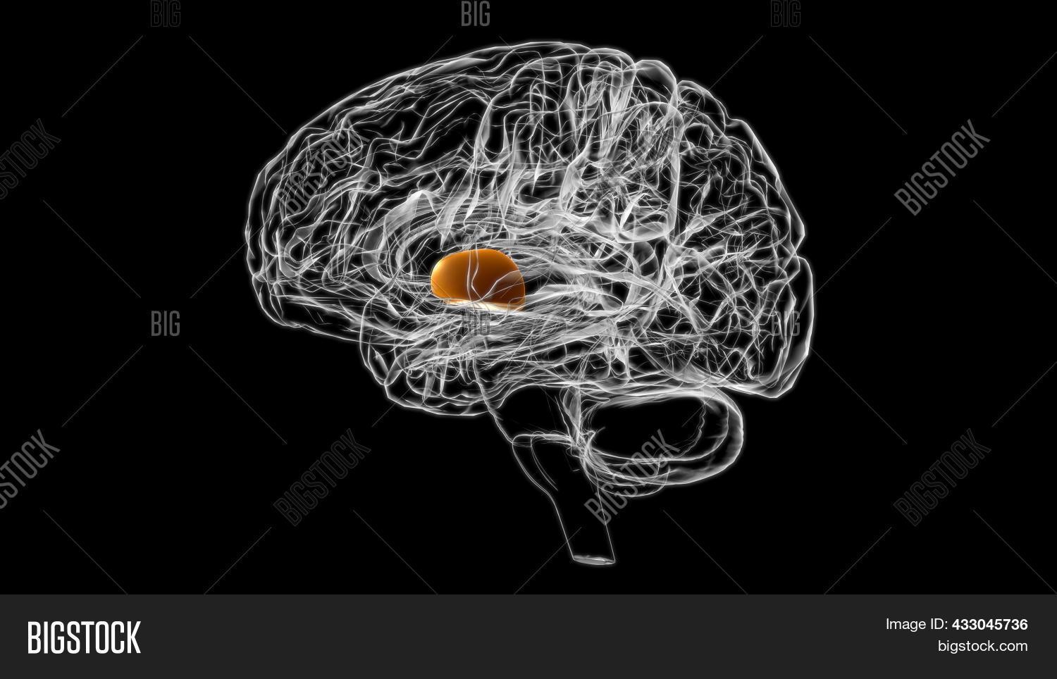 Brain Globus Pallidus Image & Photo (Free Trial) | Bigstock
