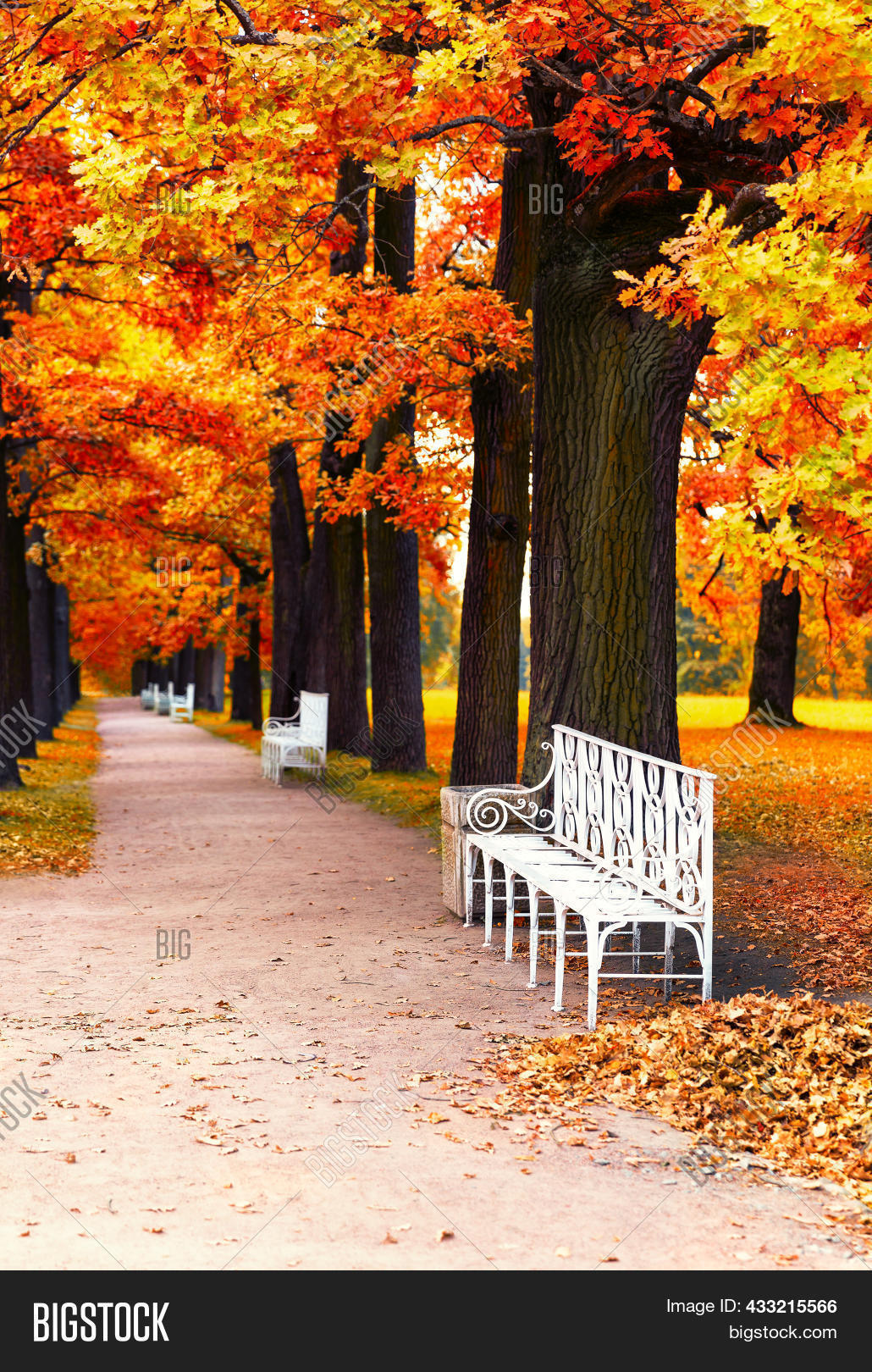 Beautiful Fall Trees