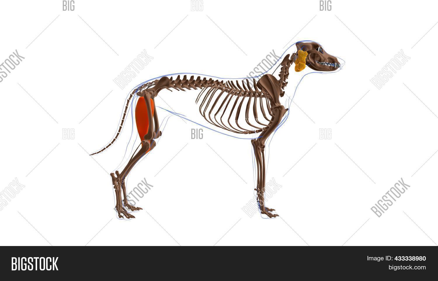 Gracilis Muscle Dog Image & Photo (Free Trial) | Bigstock