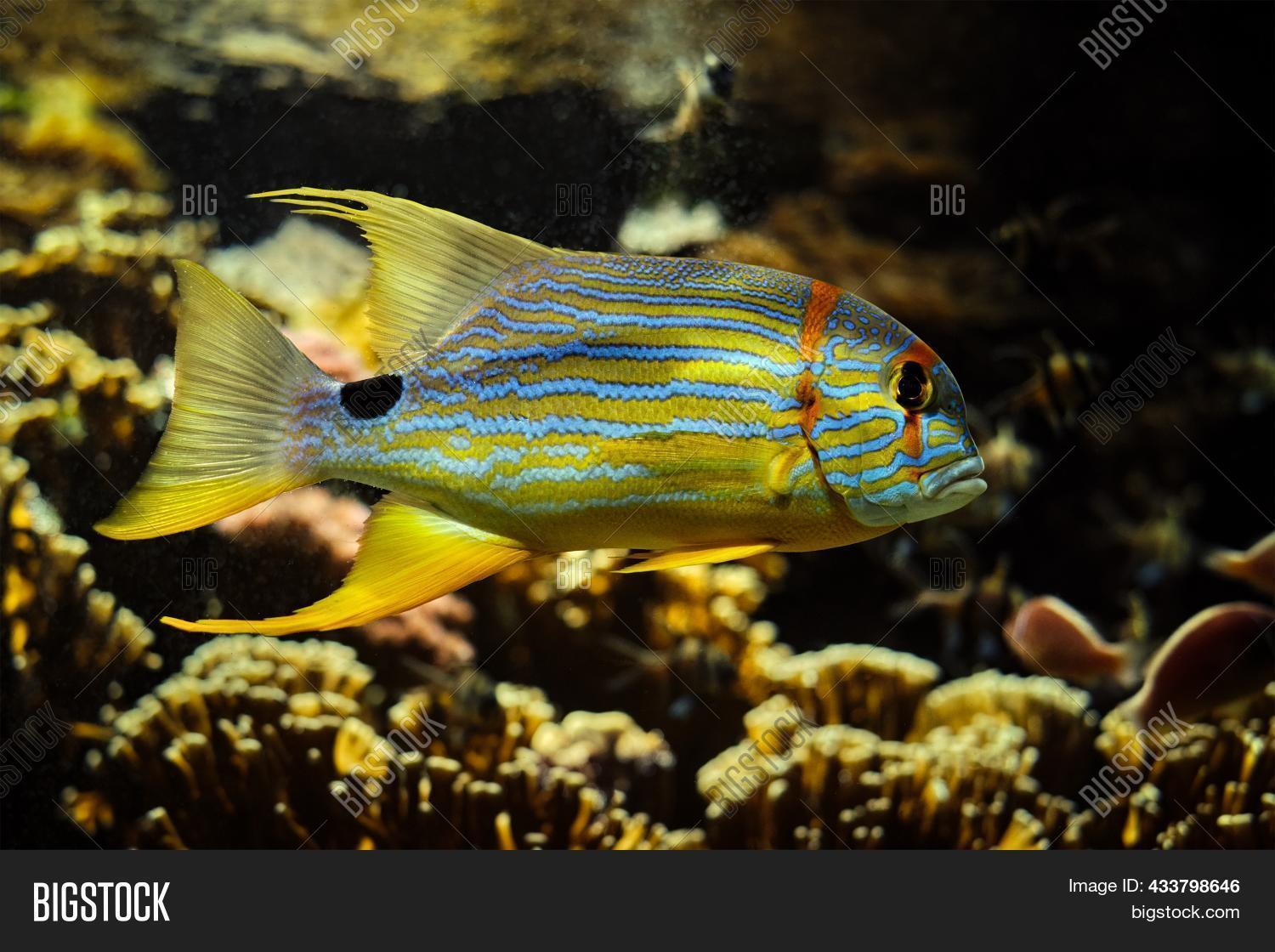 Sailfin Snapper Image & Photo (Free Trial) | Bigstock