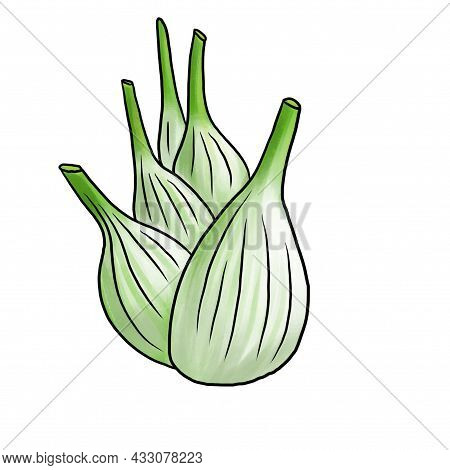 bulb vegetables drawing