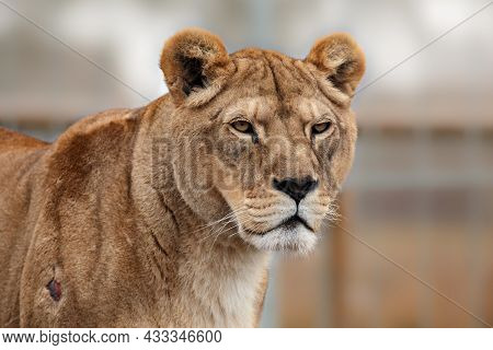 Portrait Background Image & Photo (Free Trial) | Bigstock