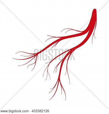Vein Human Vector Vector & Photo (Free Trial) | Bigstock