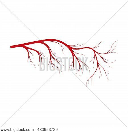 Vein Human Vector Vector & Photo (Free Trial) | Bigstock