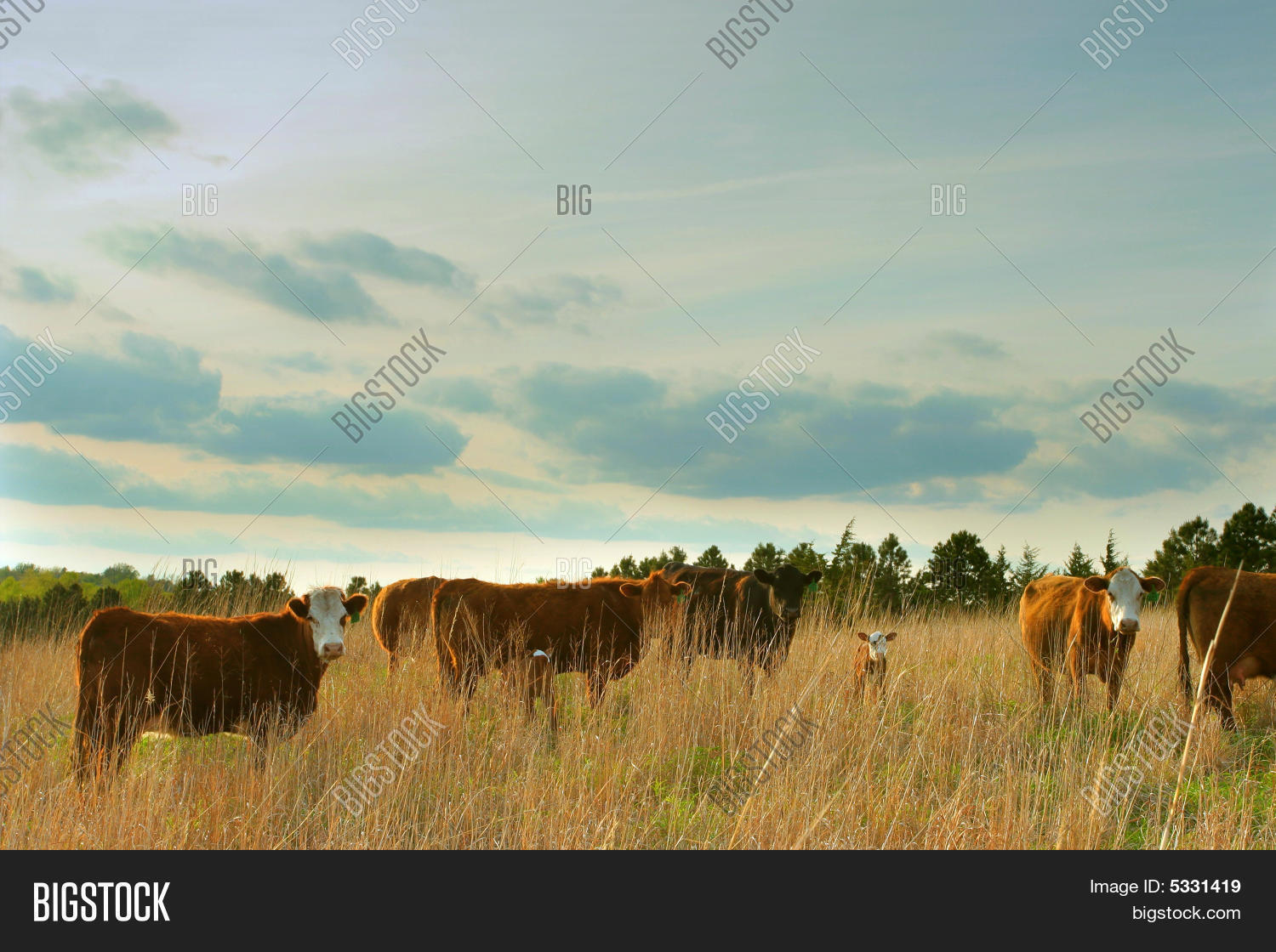 Beef Cattle Tall Grass Image & Photo (Free Trial) | Bigstock