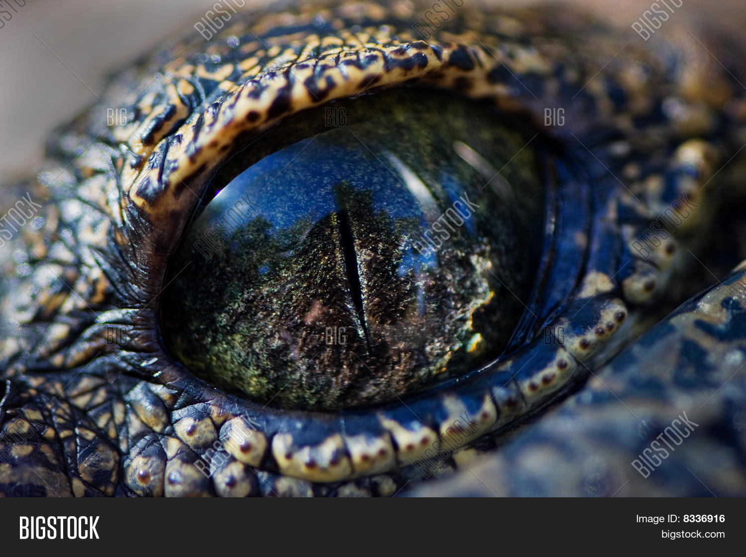 Crocodile Eye Image & Photo (Free Trial) | Bigstock