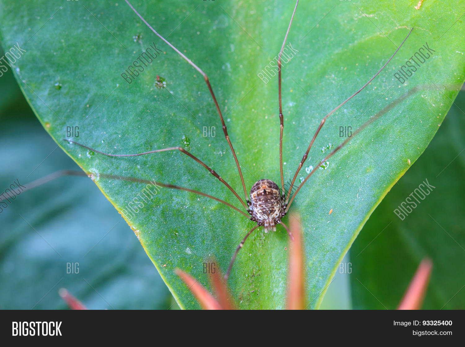 Harvestman Spider Image & Photo (Free Trial) | Bigstock