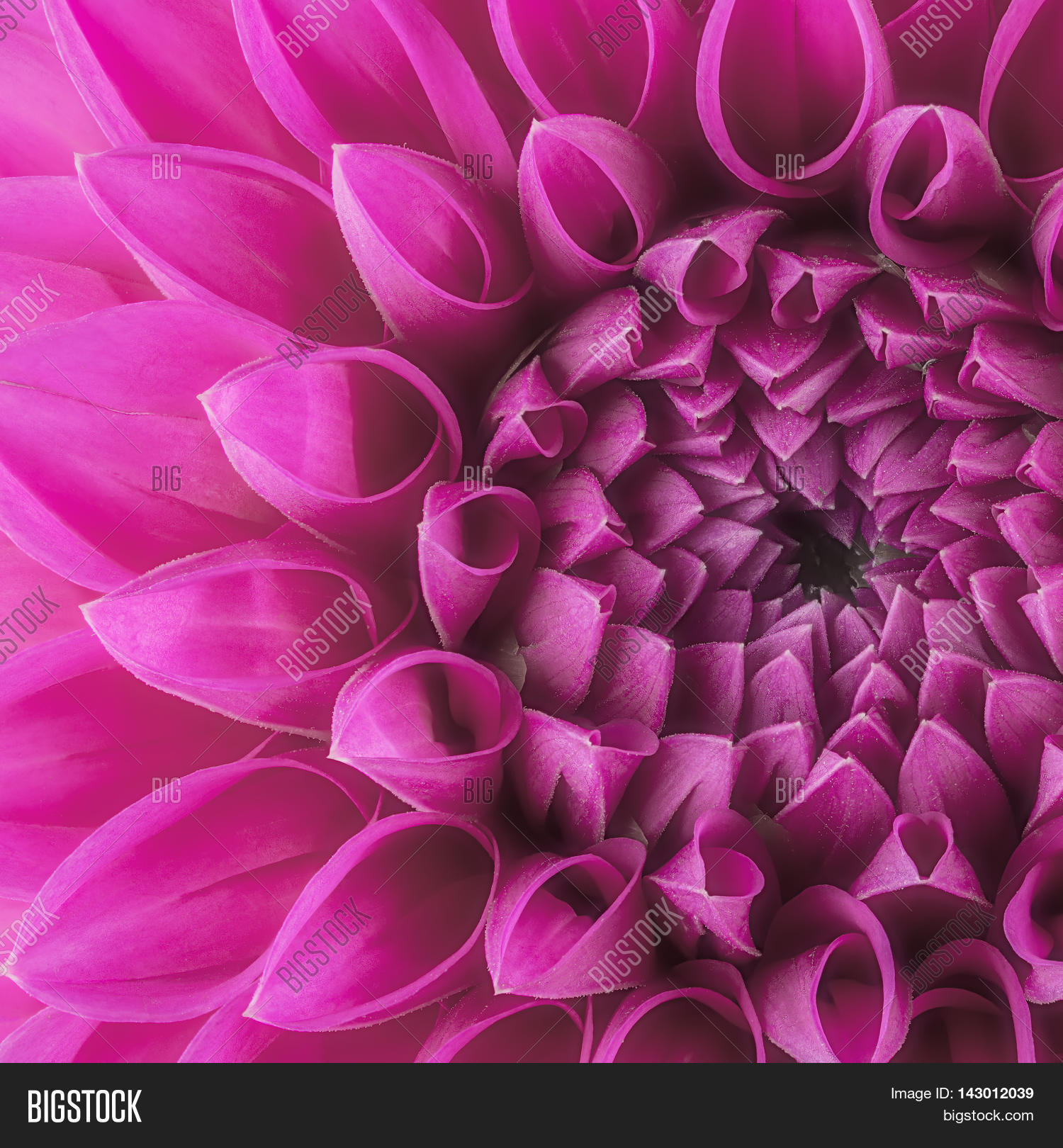 Purple Flower Petals, Image & Photo (Free Trial) | Bigstock