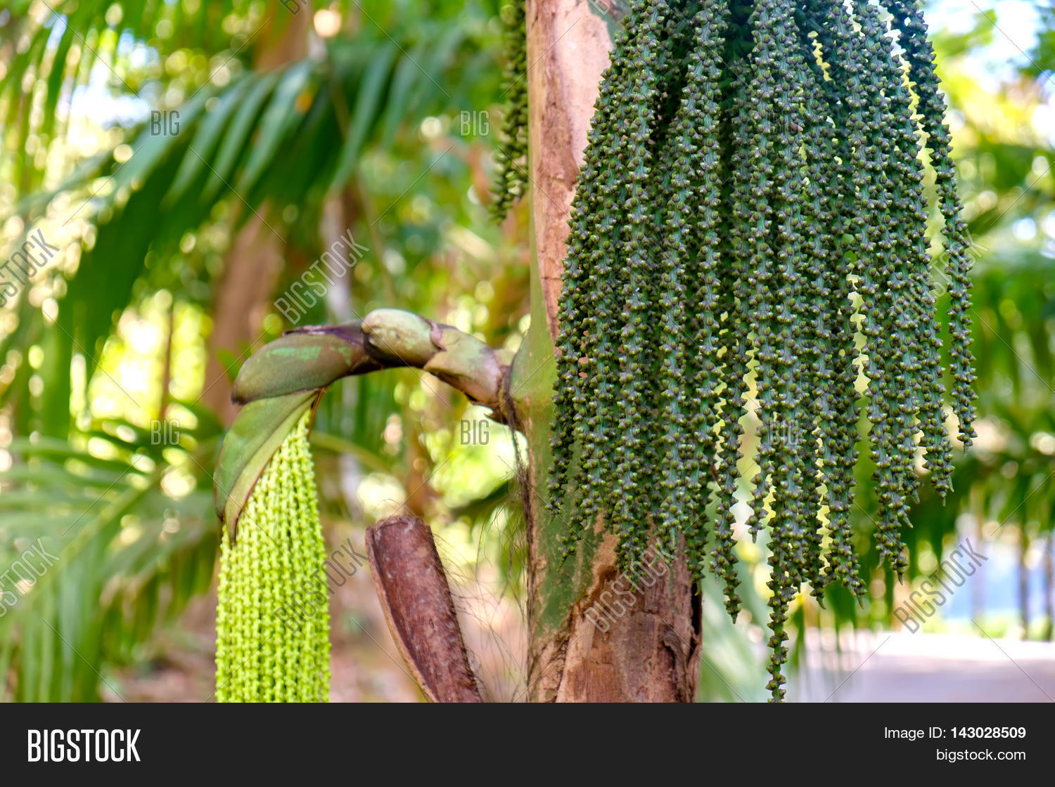 Betel Palm Betel Nut Image & Photo (Free Trial) | Bigstock