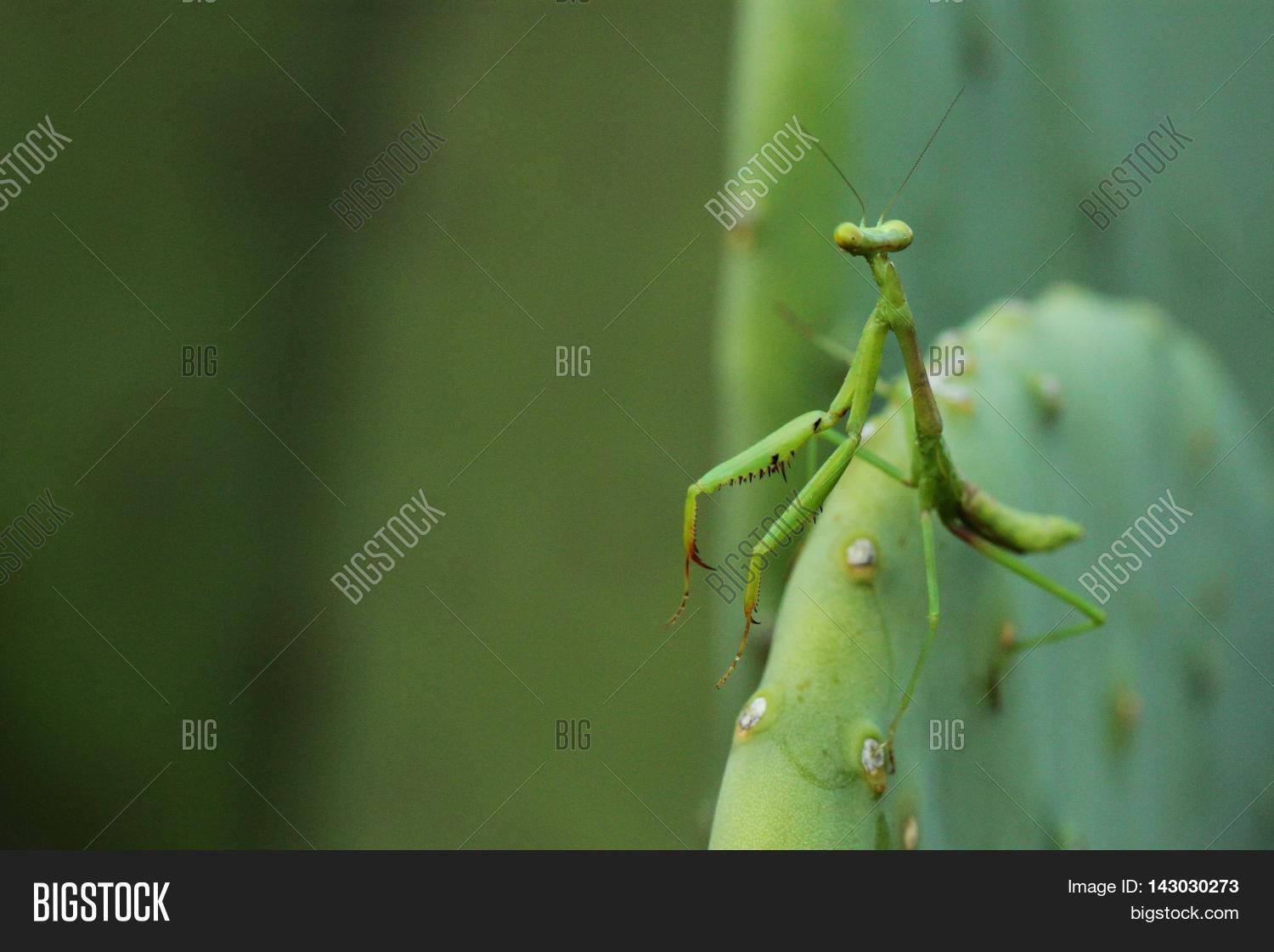 Small Sub-adult Mantis Image & Photo (Free Trial) | Bigstock