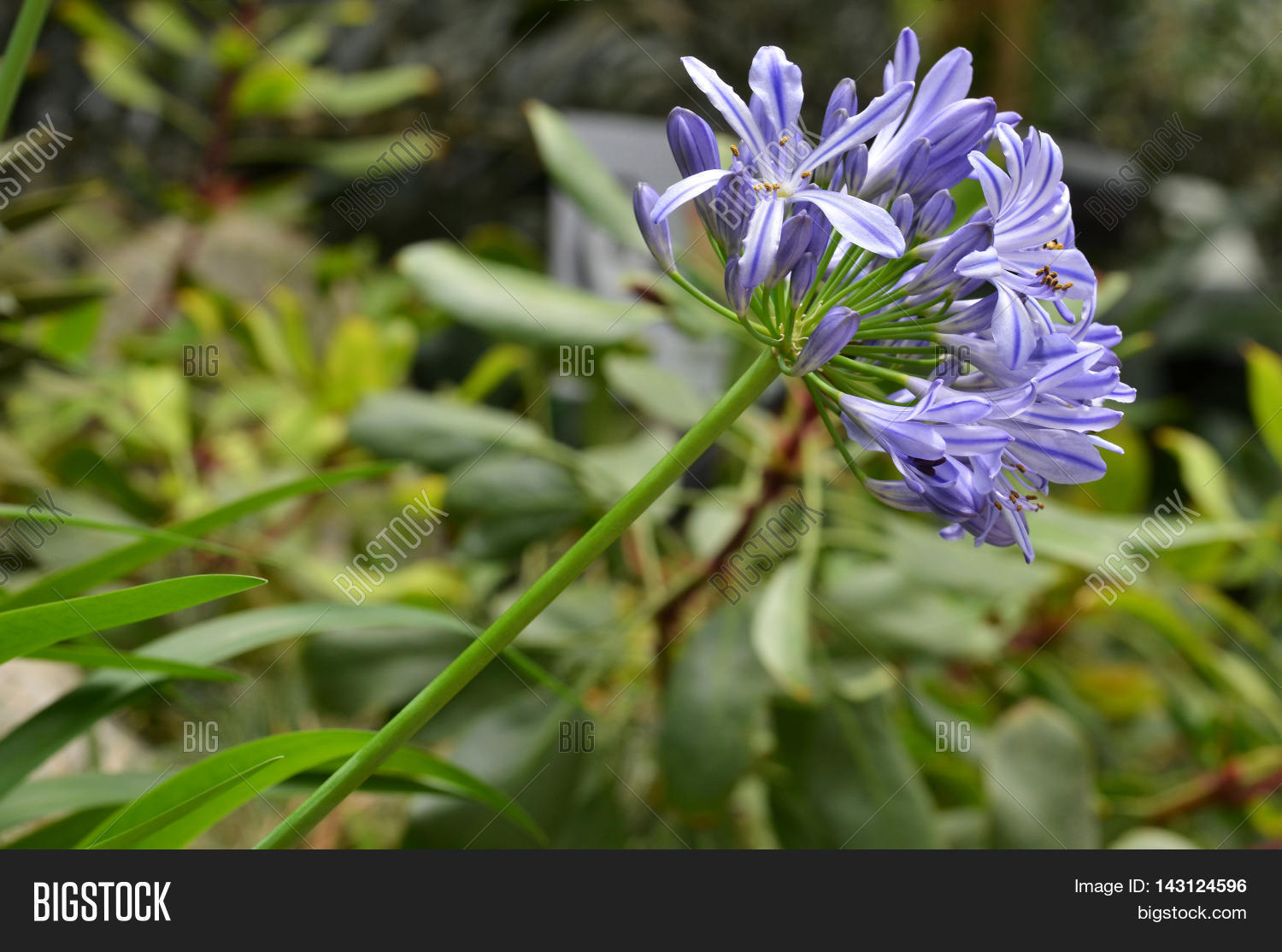 Flowers Agapanthus Image & Photo (Free Trial) | Bigstock