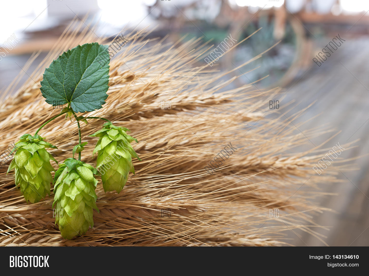 Hop Cones Sheaf Barley Image & Photo (Free Trial) | Bigstock