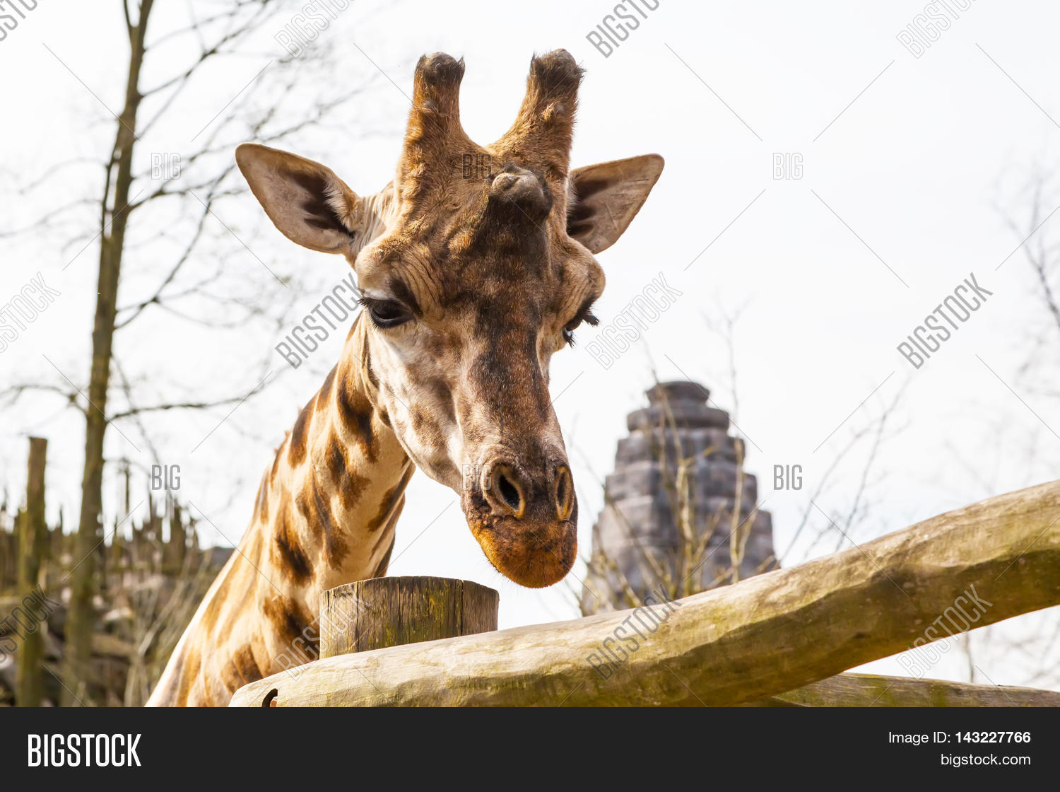 Sad Giraffe Head Image & Photo (Free Trial) | Bigstock