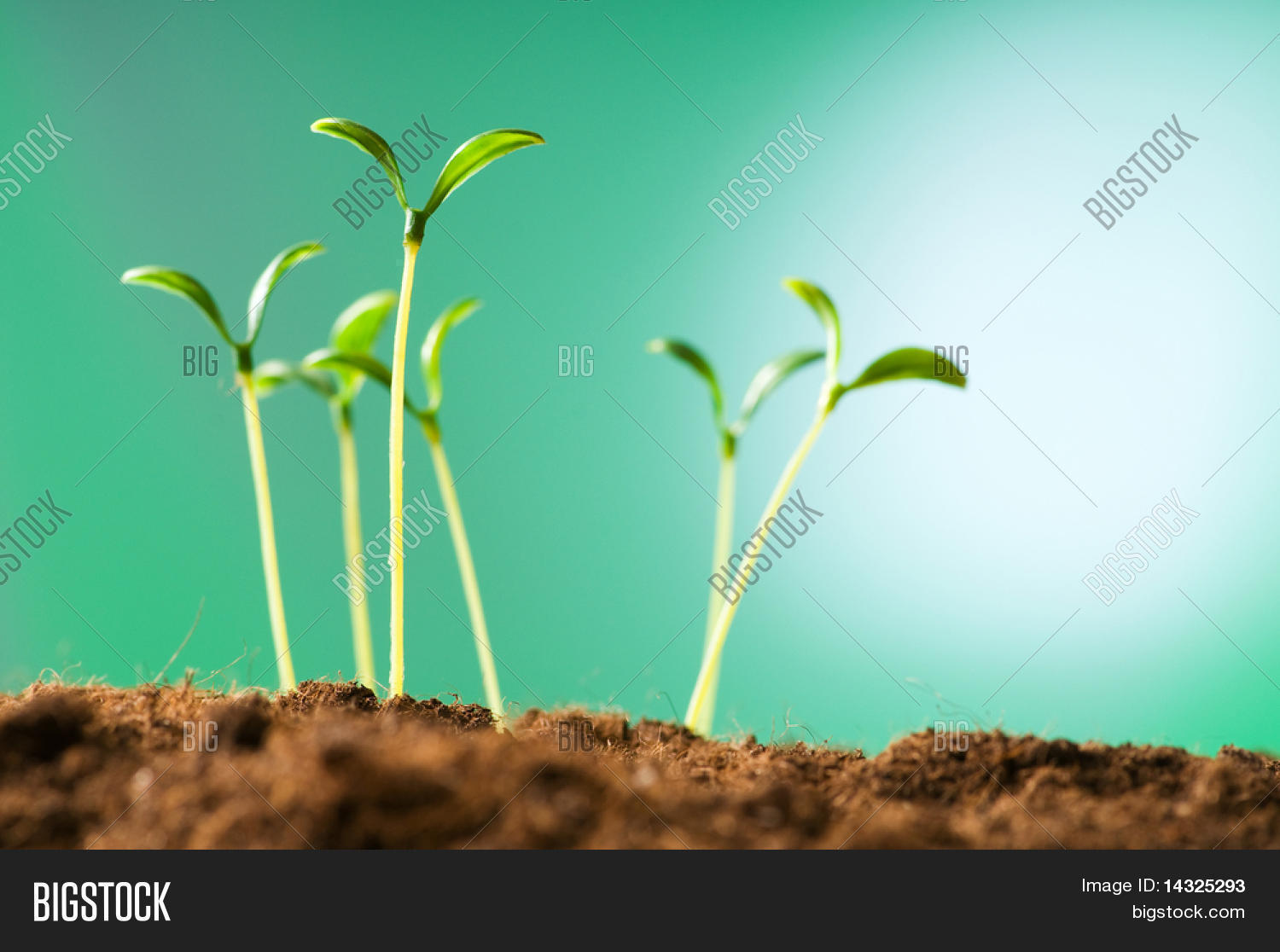 Green Seedling Image & Photo (Free Trial) | Bigstock