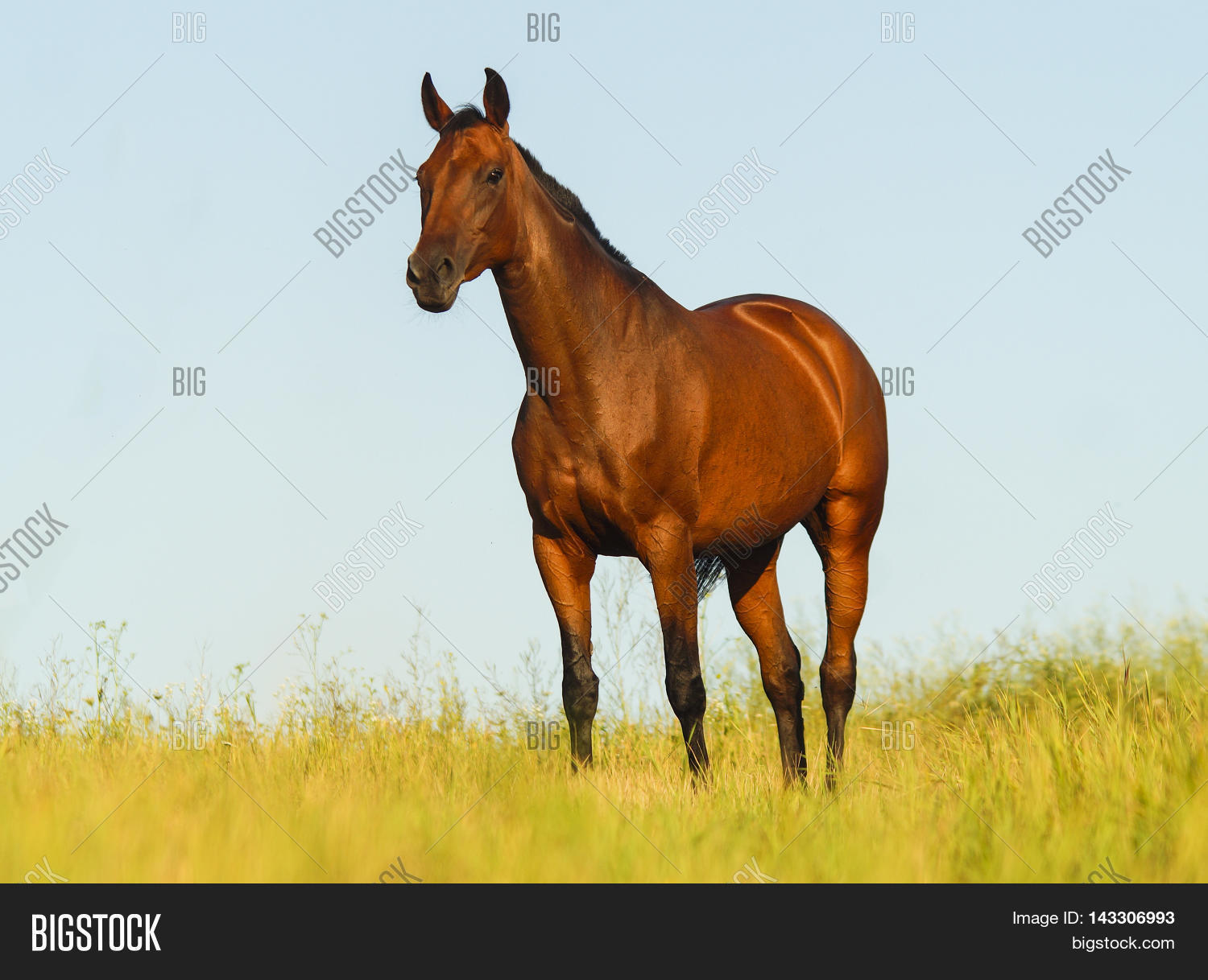 Red Horse Black Mane Image & Photo (Free Trial) | Bigstock