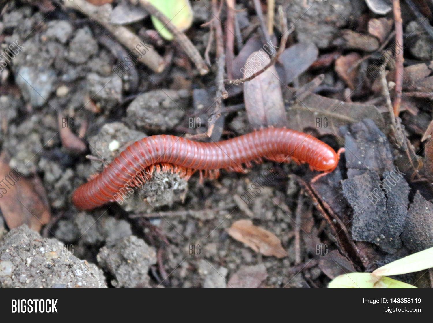 Red Millipede Symbol Image & Photo (Free Trial) | Bigstock