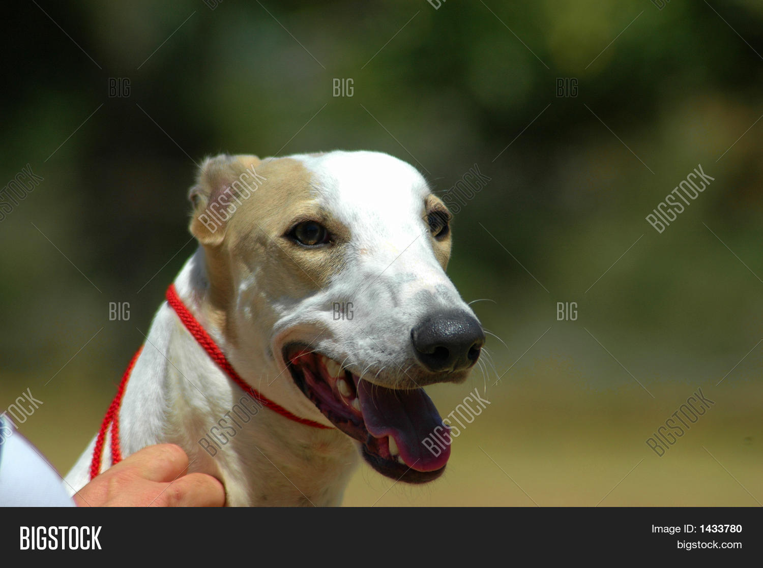 Greyhound Dog Head Image & Photo (Free Trial) | Bigstock