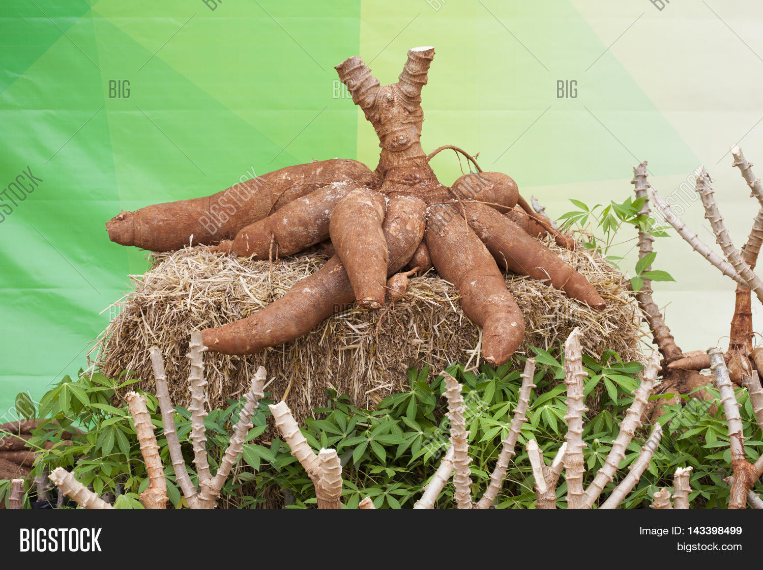 Tapioca Plants Cassava Image & Photo (Free Trial) | Bigstock