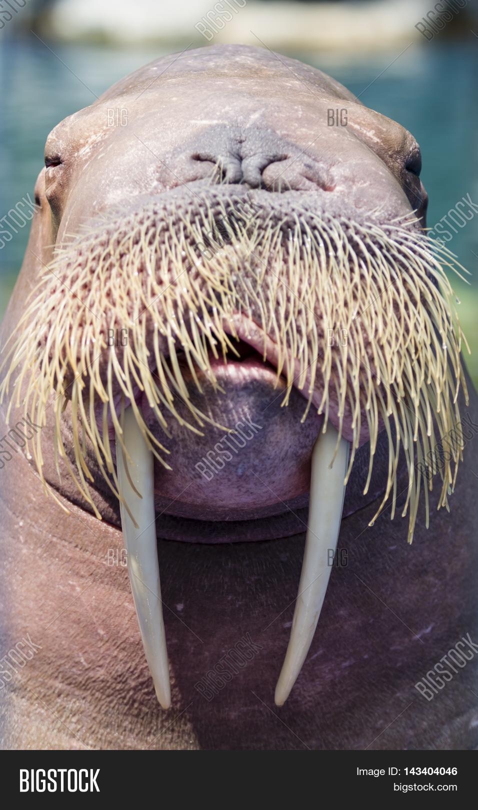 Portrait Walrus Image & Photo (Free Trial) | Bigstock