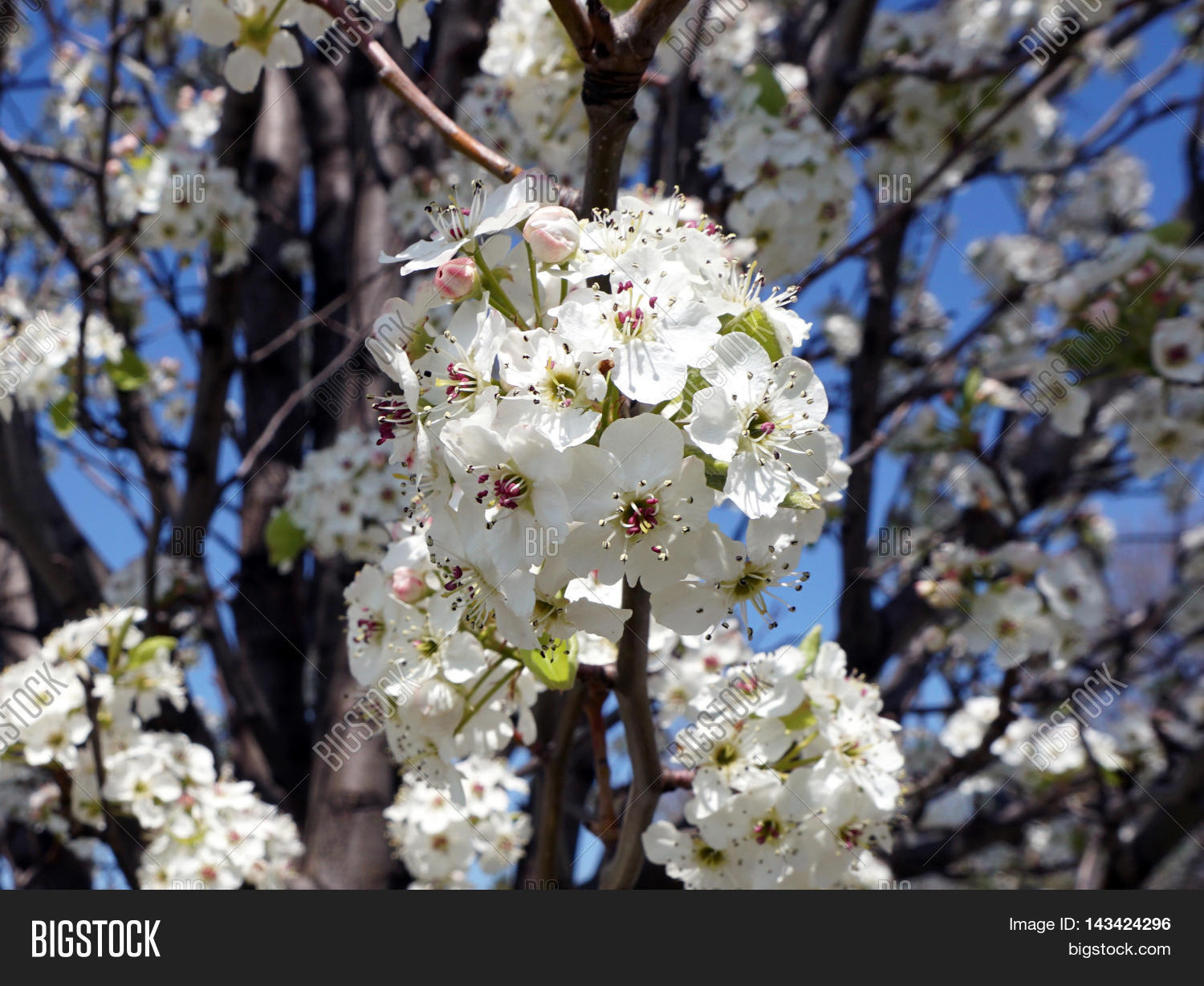 Blossoms Callery Pear Image & Photo (Free Trial) | Bigstock