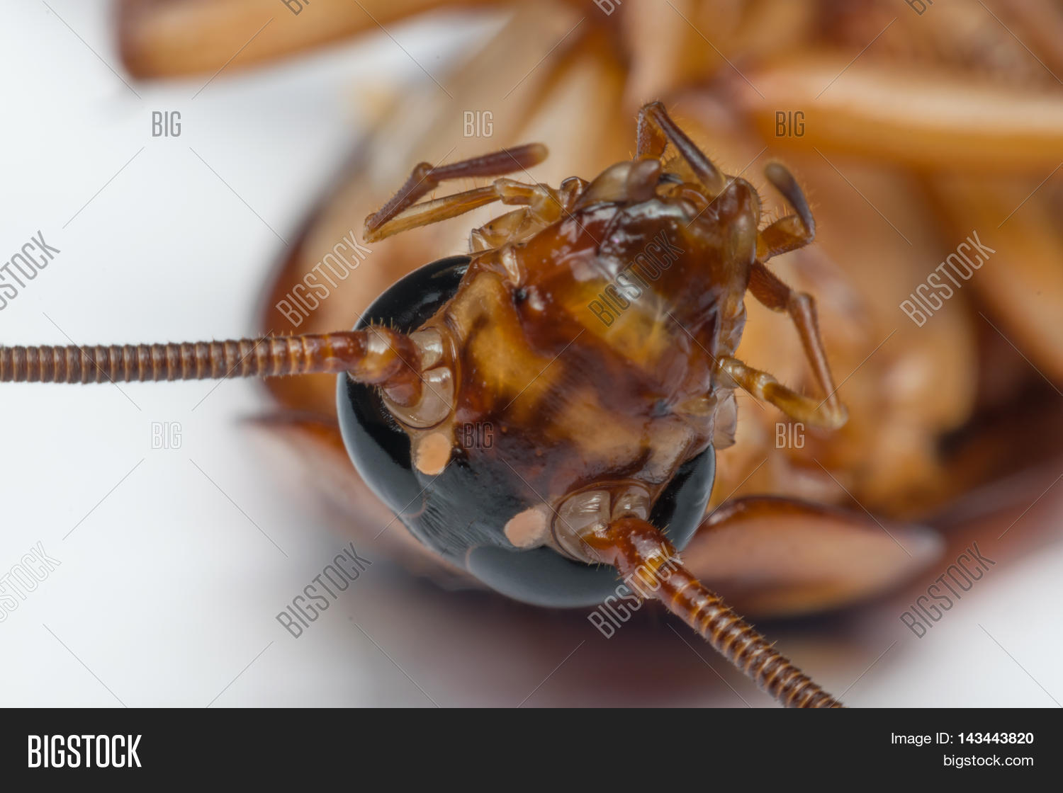 Macro Cockroach Image & Photo (Free Trial) | Bigstock