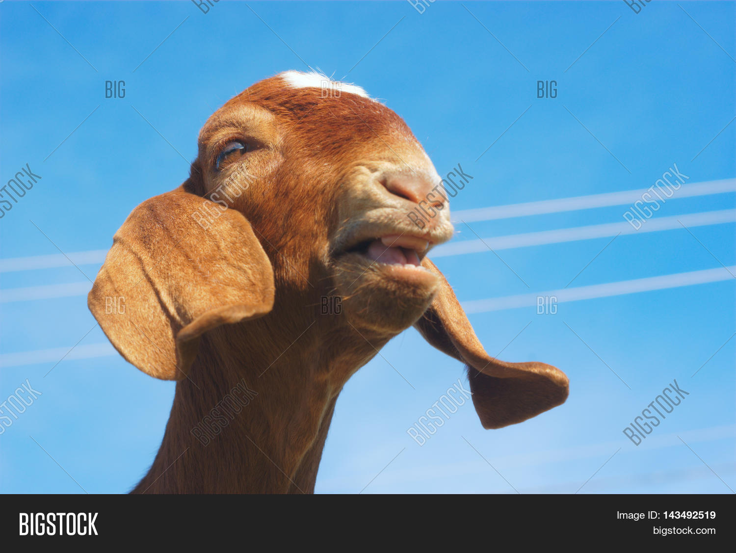 Brown Goat Long Ears Image & Photo (Free Trial) | Bigstock