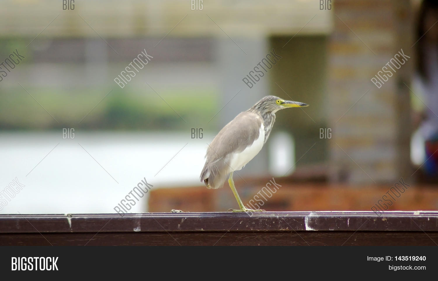 Bird Standing On One Image & Photo (Free Trial) | Bigstock