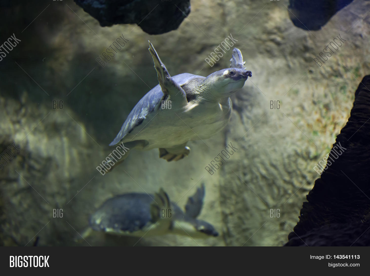 Pig-nosed Turtle ( Image & Photo (Free Trial) | Bigstock