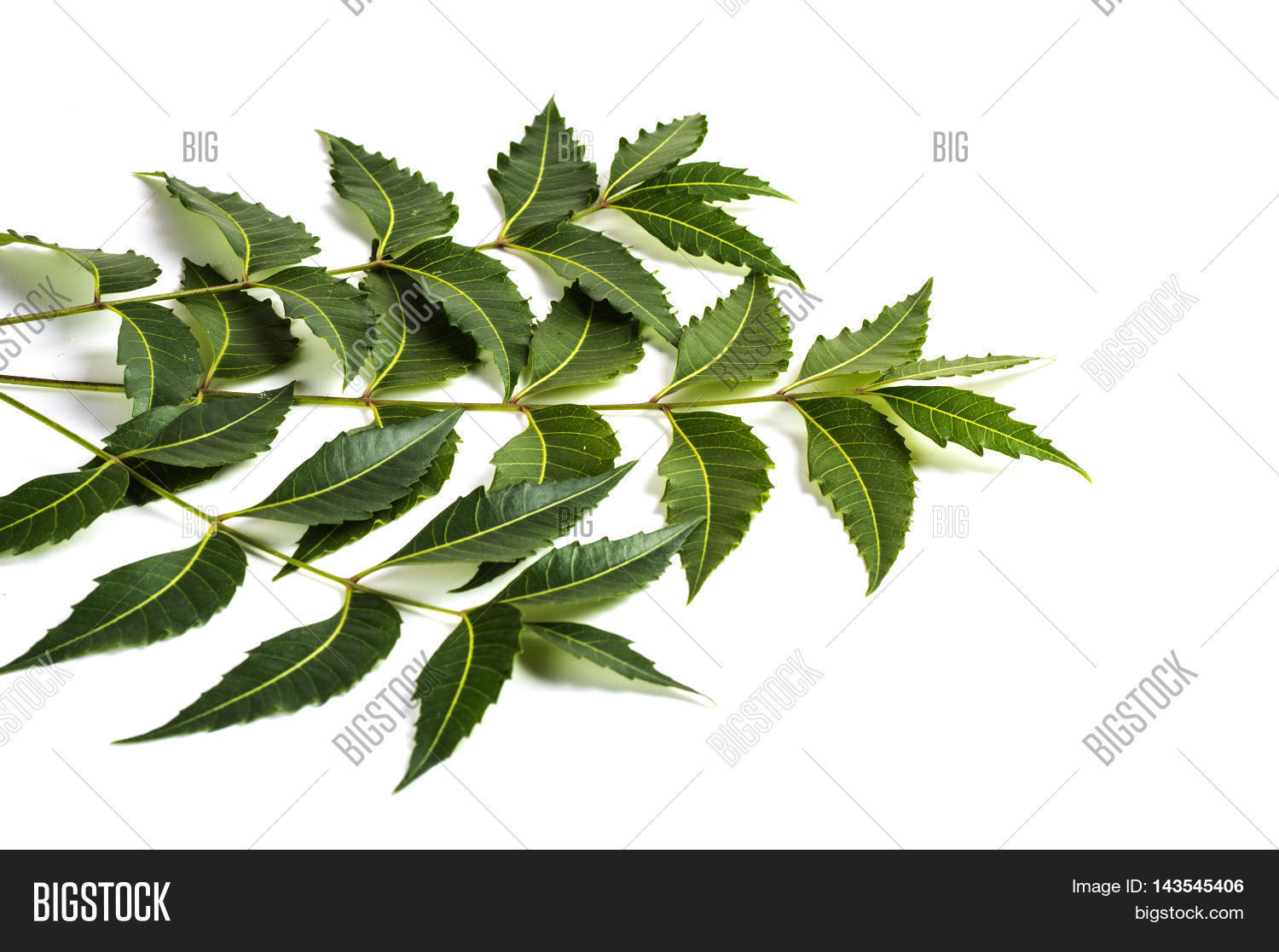 Medicinal Neem Leaf On Image & Photo (Free Trial) | Bigstock