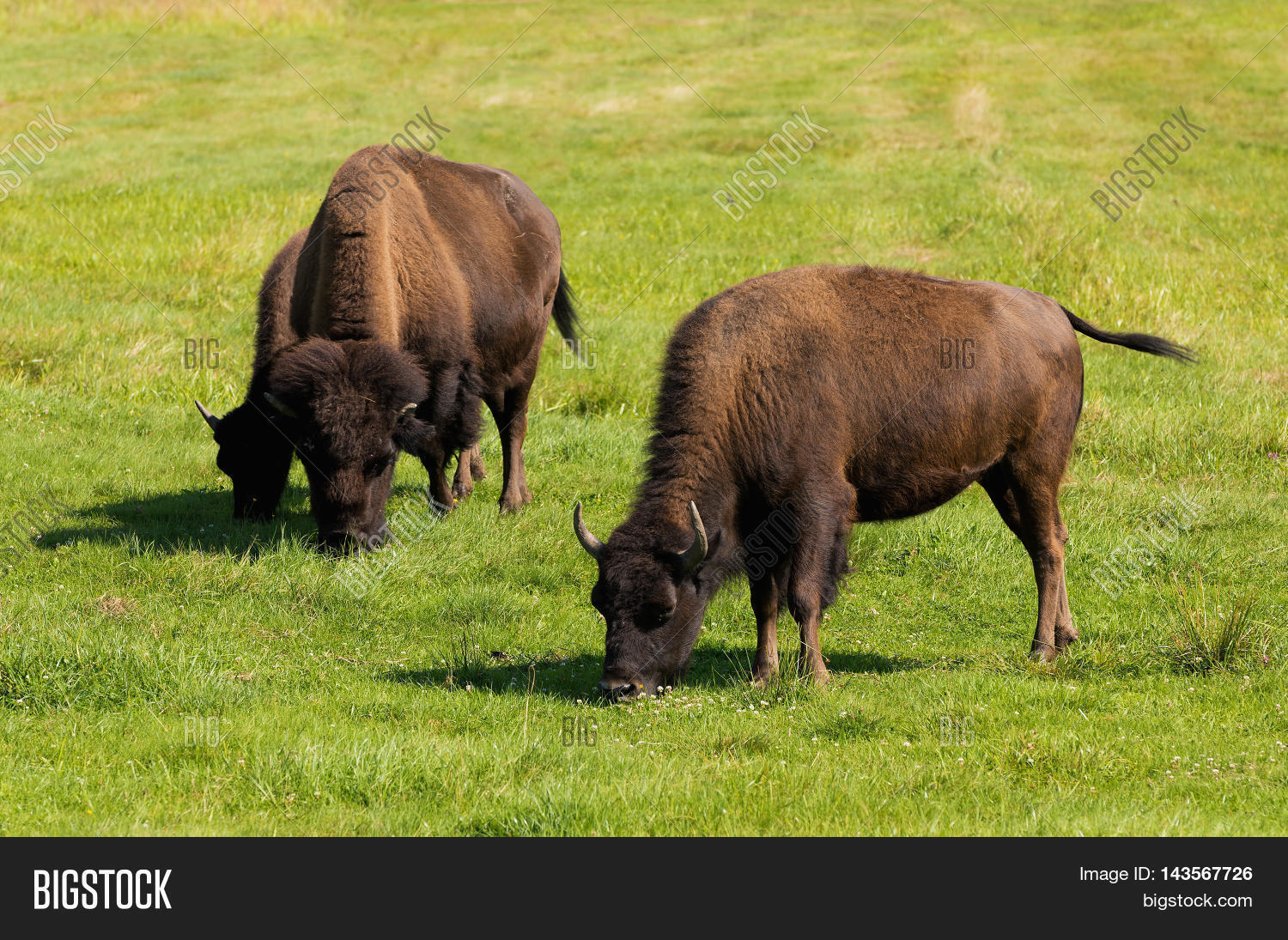 American Bison (bison Image & Photo (Free Trial) | Bigstock