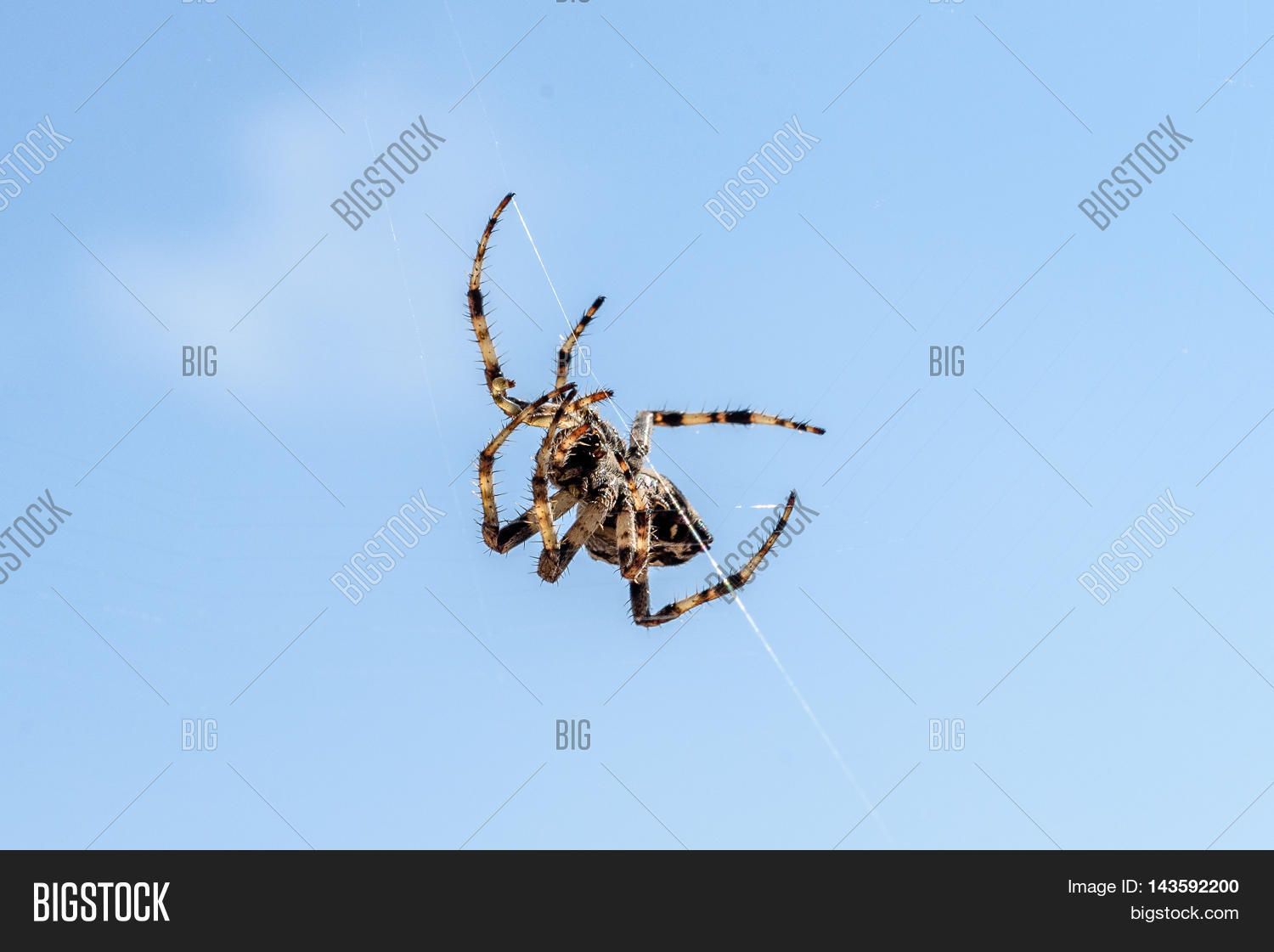 Cross Spider (araneus Image & Photo (Free Trial) | Bigstock