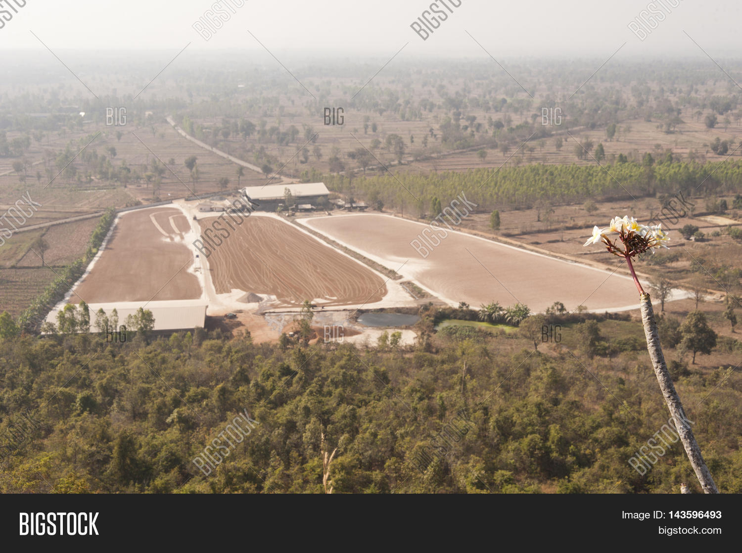 Tropical Forest Image & Photo (Free Trial) | Bigstock