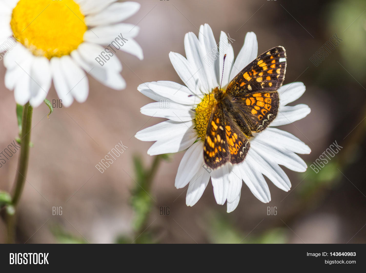 Batterfly On White Image & Photo (Free Trial) | Bigstock