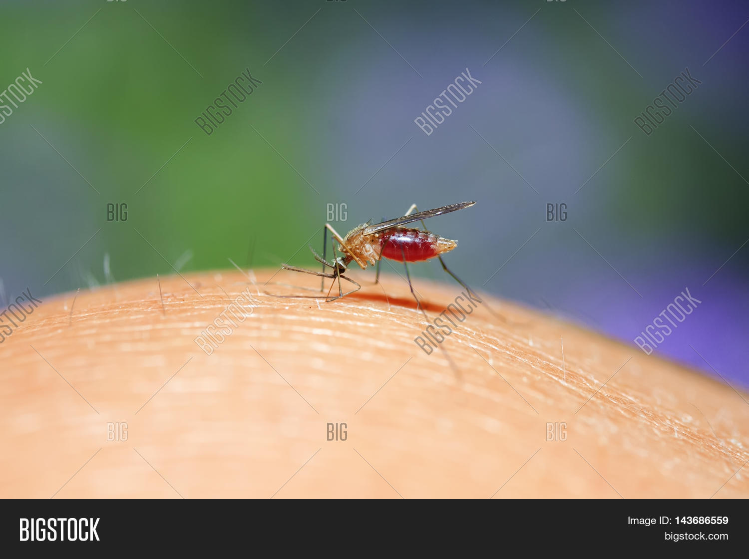 Nasty Insect Mosquito Image & Photo (Free Trial) | Bigstock